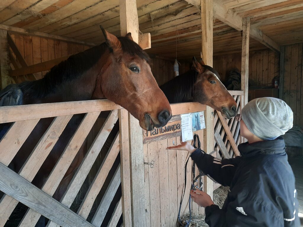At ve binicilik kulüpleri Конные прогулки, Liudinovo, foto