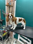 BarberDog (Zaharava Street No:11, Grodna), evcil hayvan kuaförleri  Grodno'dan