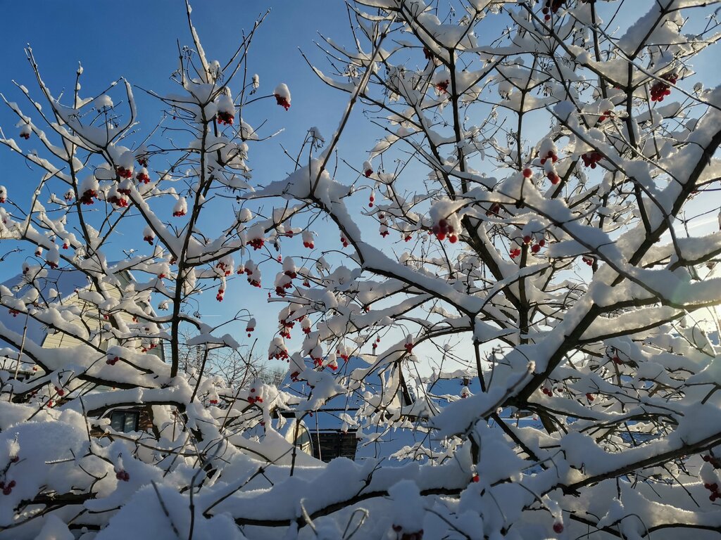 Bahçecilik dernekleri ve kuruluşları СНТ Марс, Moskova ve Moskovskaya oblastı, foto