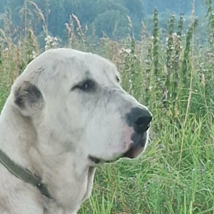 Evcil hayvan yetiştiricileri Кузбасс Баши, , foto