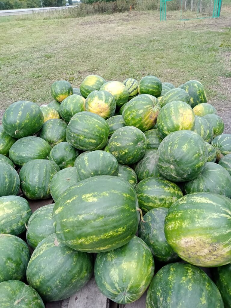 Tarım ürünleri firmaları Korochanskie watermelons and raspberries Pashchenko, Belgorodskaya oblastı, foto