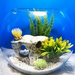 Аквариум (Moskovskaya Street No:8), petshop  Naro‑Fominsk'ten