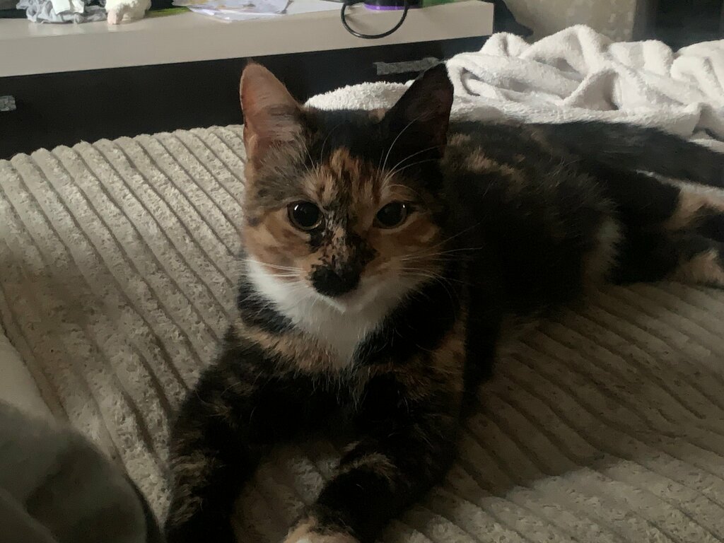 Havuz ekipmanları Амогус, Briansk, foto