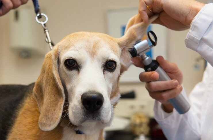 Veteriner klinikleri Clínica Veterinaria La Rosa, Santiago de Compostela, foto