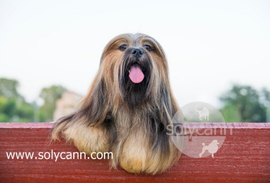 Evcil hayvan kuaförleri Peluquería Solycann, Torremolinos, foto