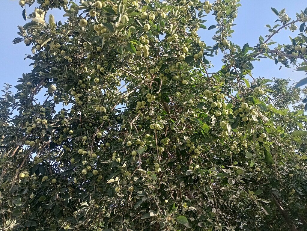 Meydan Eko Bog', Buhara eyaleti, foto