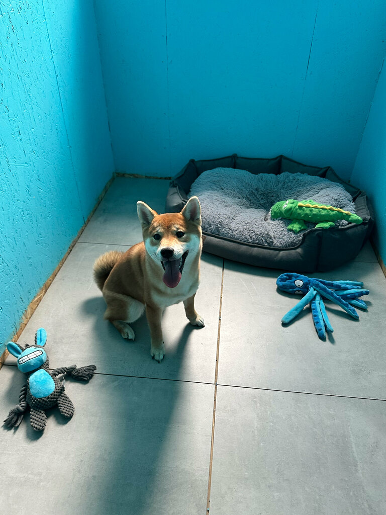 Pet otel У меня лапки, Samarskaya oblastı, foto