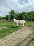 Пони у Илоны (ulitsa Lenina No:91, stanitsa Fyodorovskaya), çiftlik tatili  Krasnodarski krayından