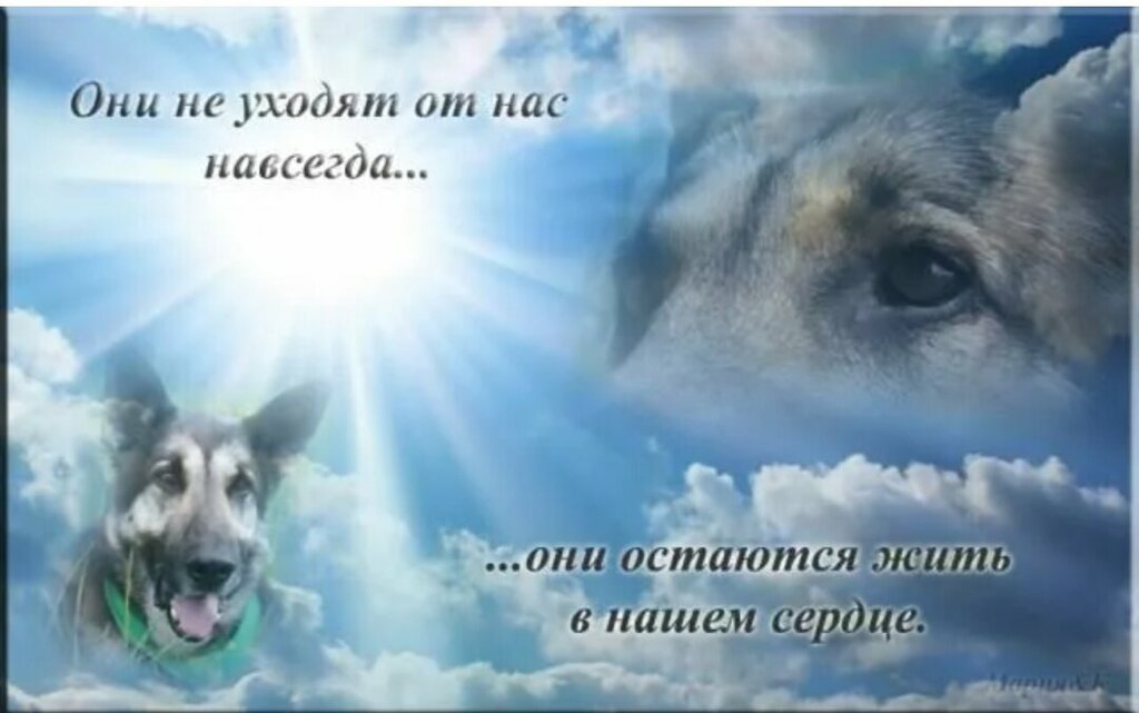 Cenaze hizmetleri Ritualnoye agentstvo dlya zhivotnykh Drug, Saint‑Petersburg, foto
