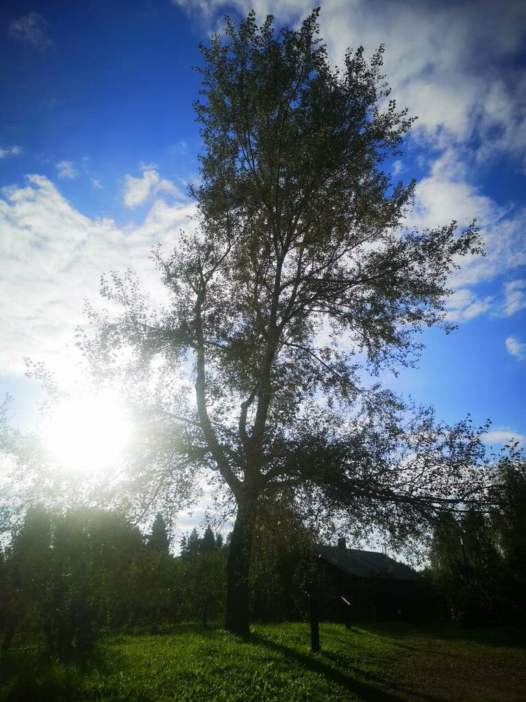 Doğa Серебристый тополь, Moskova ve Moskovskaya oblastı, foto