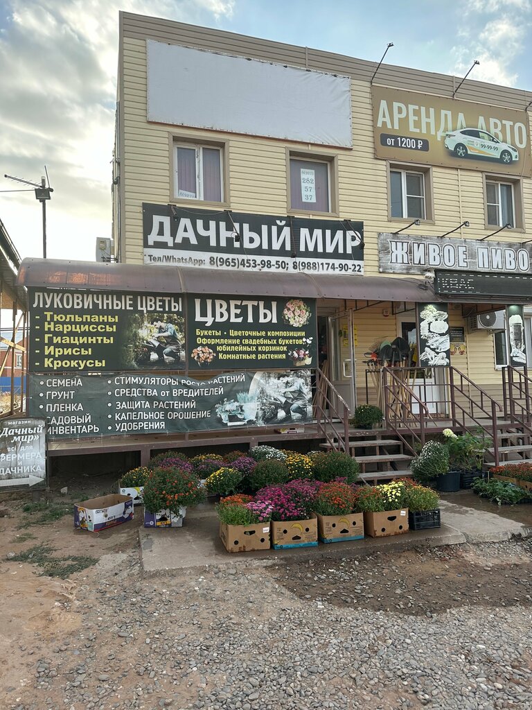 Tohum satan yerler Дачный мир, Astrahanskaya oblastı, foto