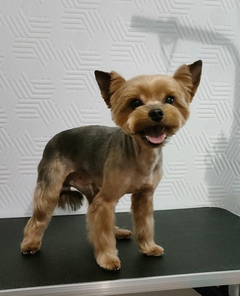 Evcil hayvan kuaförleri Гаврюша, Stavropol, foto