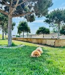 Animals (Republic of Daghestan, City of Derbent, K. Marksa Lane), petshop  Derbent'ten