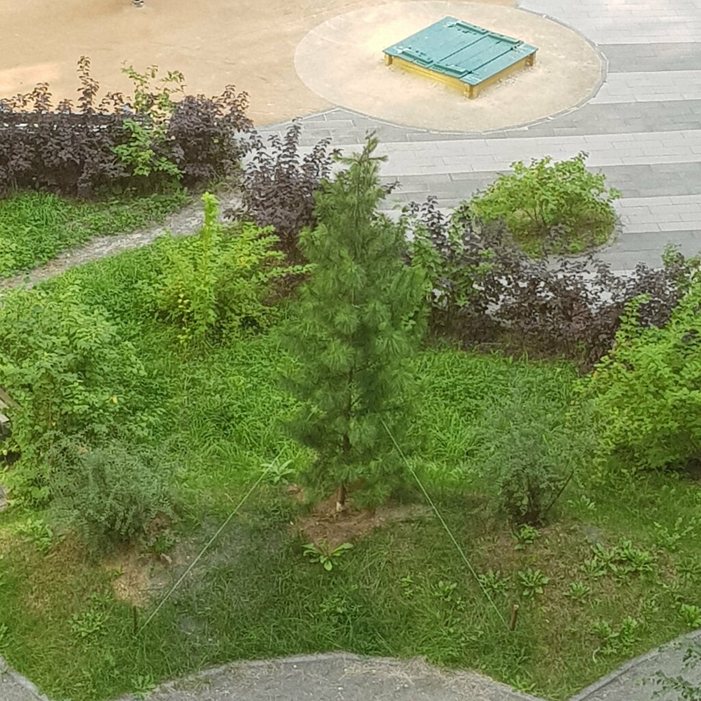 Doğa Сибирский кедр, Moskova, foto