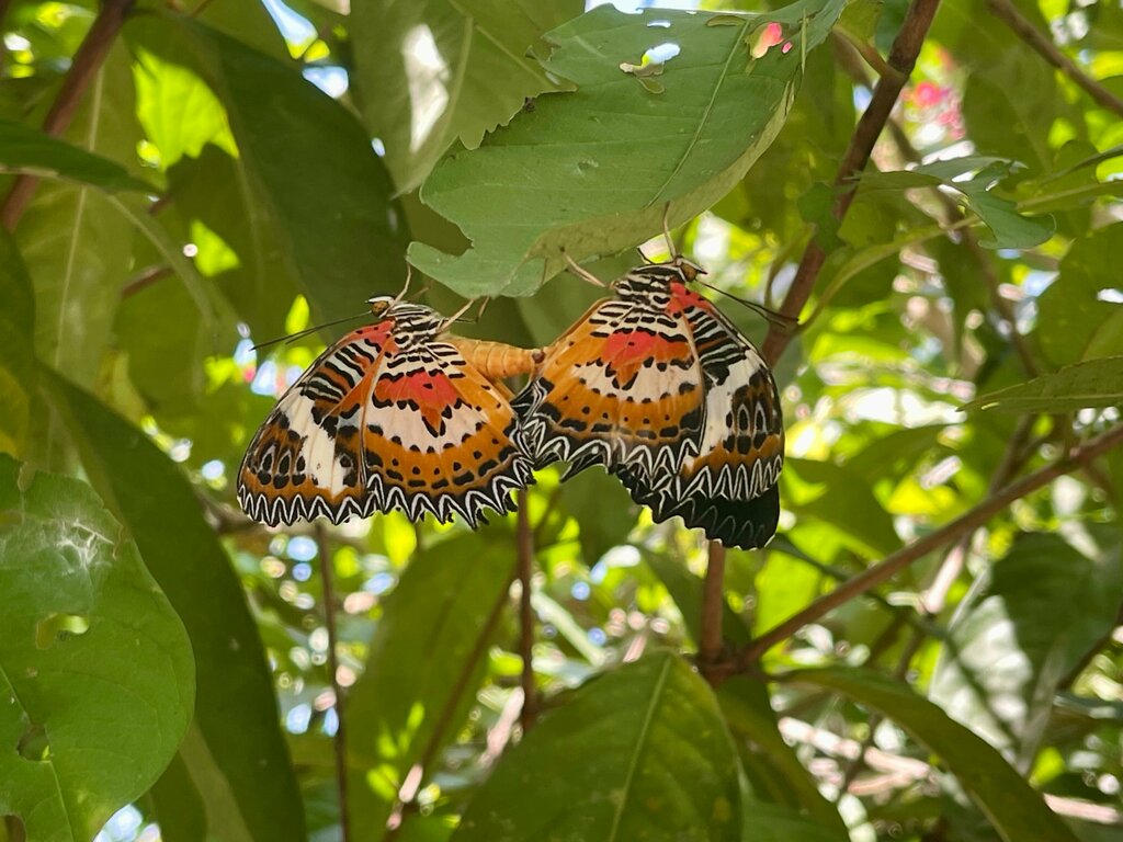 Turistik yerler Kemenuh Butterfly Park, Bali, foto