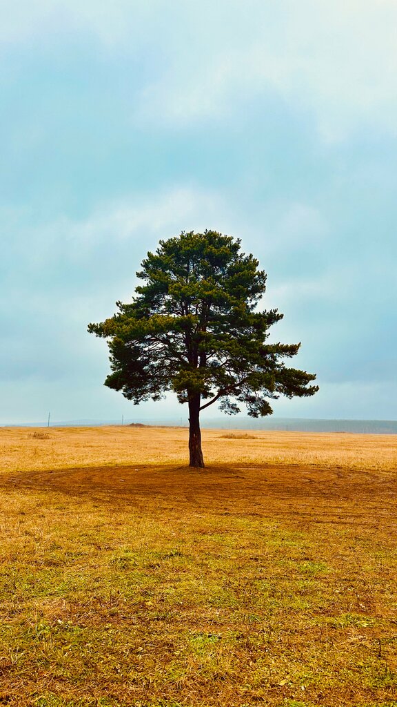 Doğa Одинокое дерево, Sverdlovskaya oblastı, foto