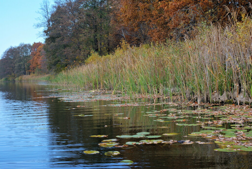 Plaj Пляж, Riazanskaya oblastı, foto