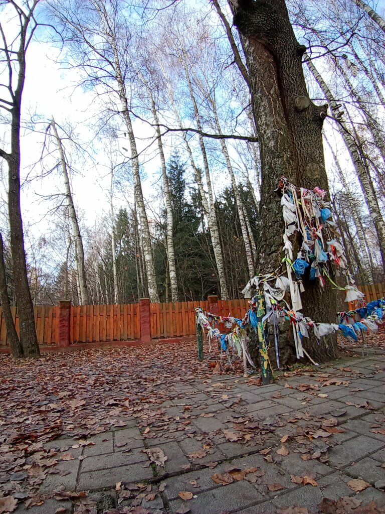 Doğa Дерево влюбленных, Minskaya oblastı, foto