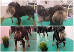 Pets Glamour (Visherskaya Street No:1к2), evcil hayvan kuaförleri  Saint‑Petersburg'dan