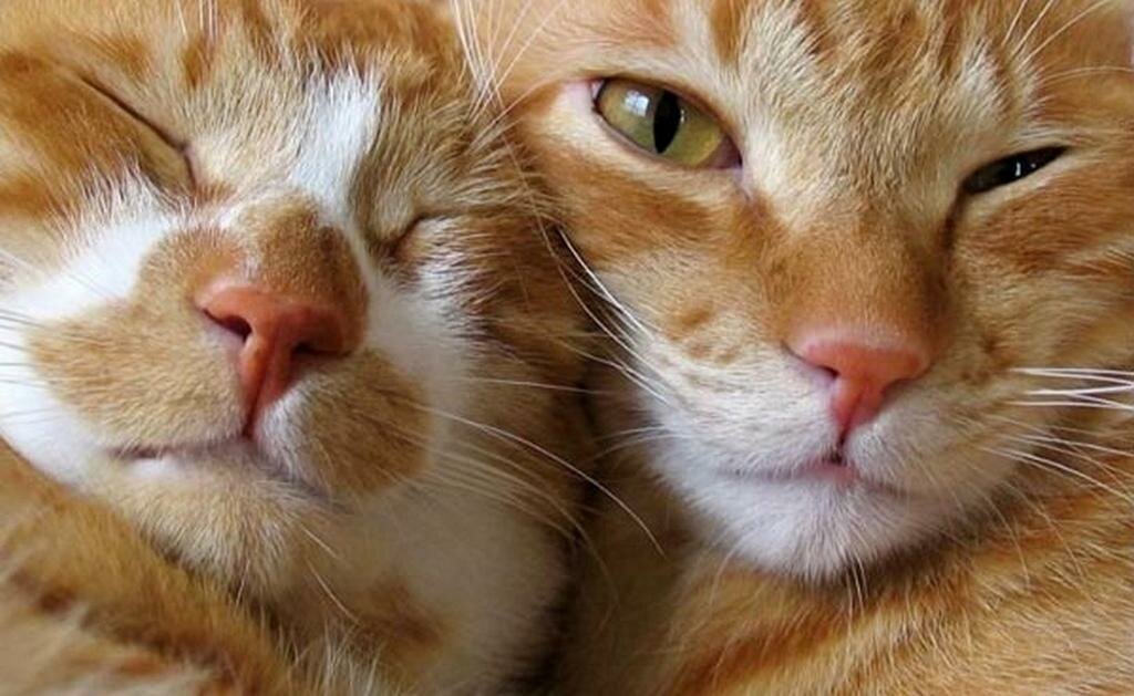 Pet otel Markizhotel, Moskova ve Moskovskaya oblastı, foto