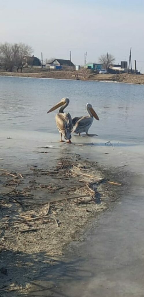 Giriş işareti Тишково, Astrahanskaya oblastı, foto
