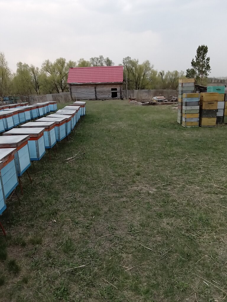 Bal ve arıcılık firmaları Пасека, Tataristan, foto