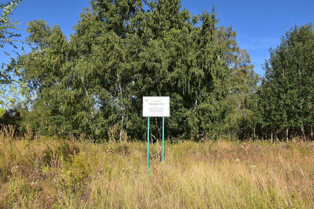 Orman Моховой лес, Orenburgskaya oblastı, foto