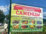 Саженцы Виктория (Dorozhnaya ulitsa No:11, selo Paluzhye), fidan yetiştiriciliği  Brianskaya oblastından