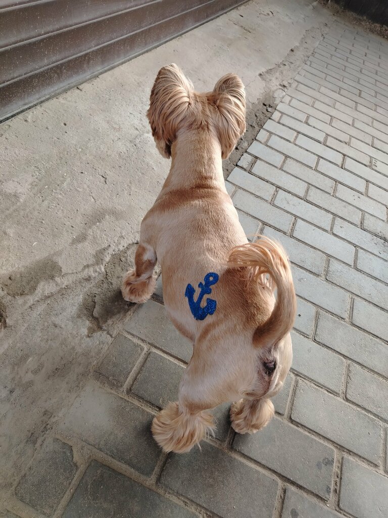 Evcil hayvan kuaförleri Maxim, Krasnodar, foto