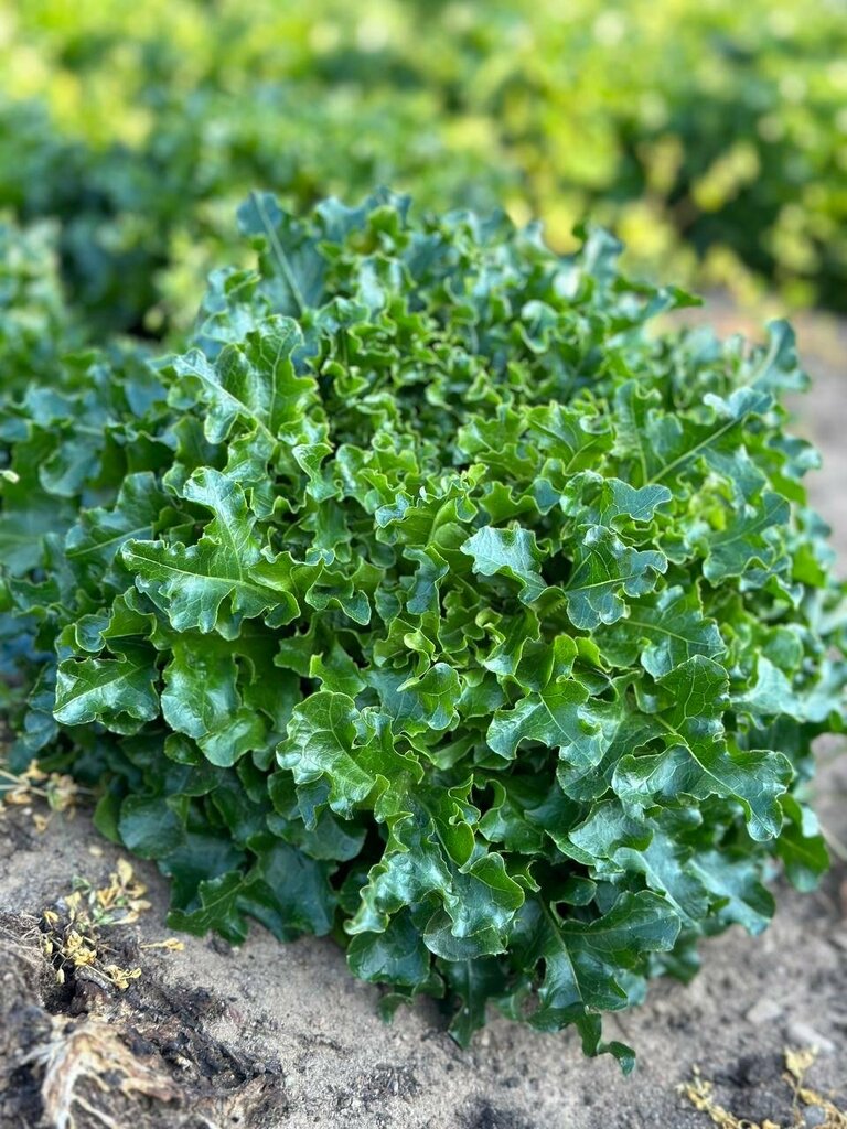 Tarım ürünleri firmaları Казаковские грядки, Saint‑Petersburg ve Leningradskaya oblastı, foto