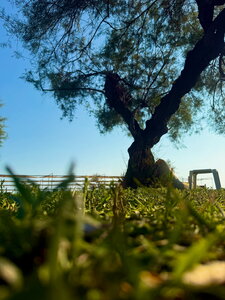 Aytaş Beach Club (Balıkesir, Ayvalık, Küçükköy Mah.), plaj  Ayvalık'tan