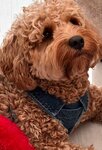 Kokoş Pet Kuaför & Shop (Yalova, Yalova Merkez, Şehit Ömer Faydalı Cad., 202), petshop  Yalova'dan