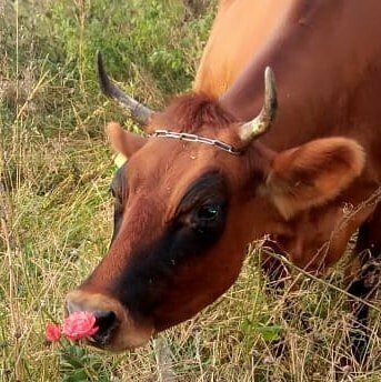 Süt ürünleri satış mağazaları Biryuza Podmoskovya, Moskova ve Moskovskaya oblastı, foto