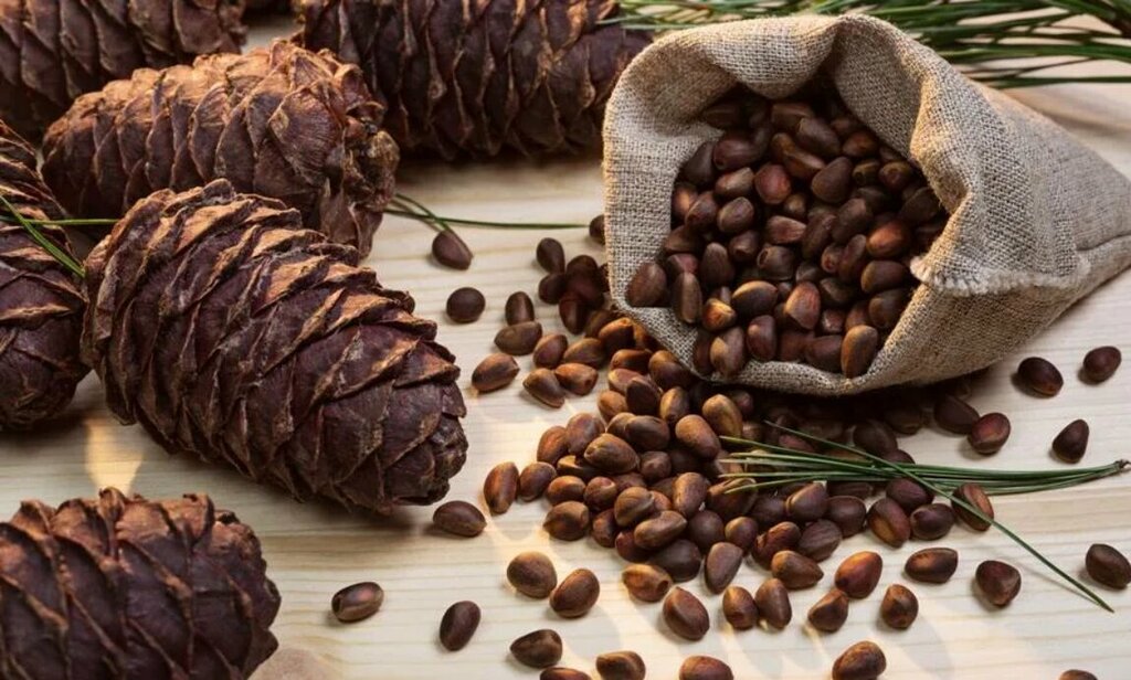 Kuruyemiş, atıştırmalık, kuru meyve Collection point for cedar cones, Surgut, foto