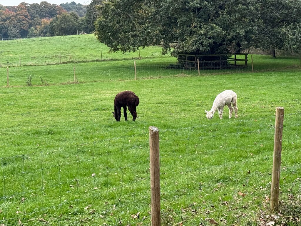 Kültür ve eğlence parkları Phoenix Park, Dublin, foto