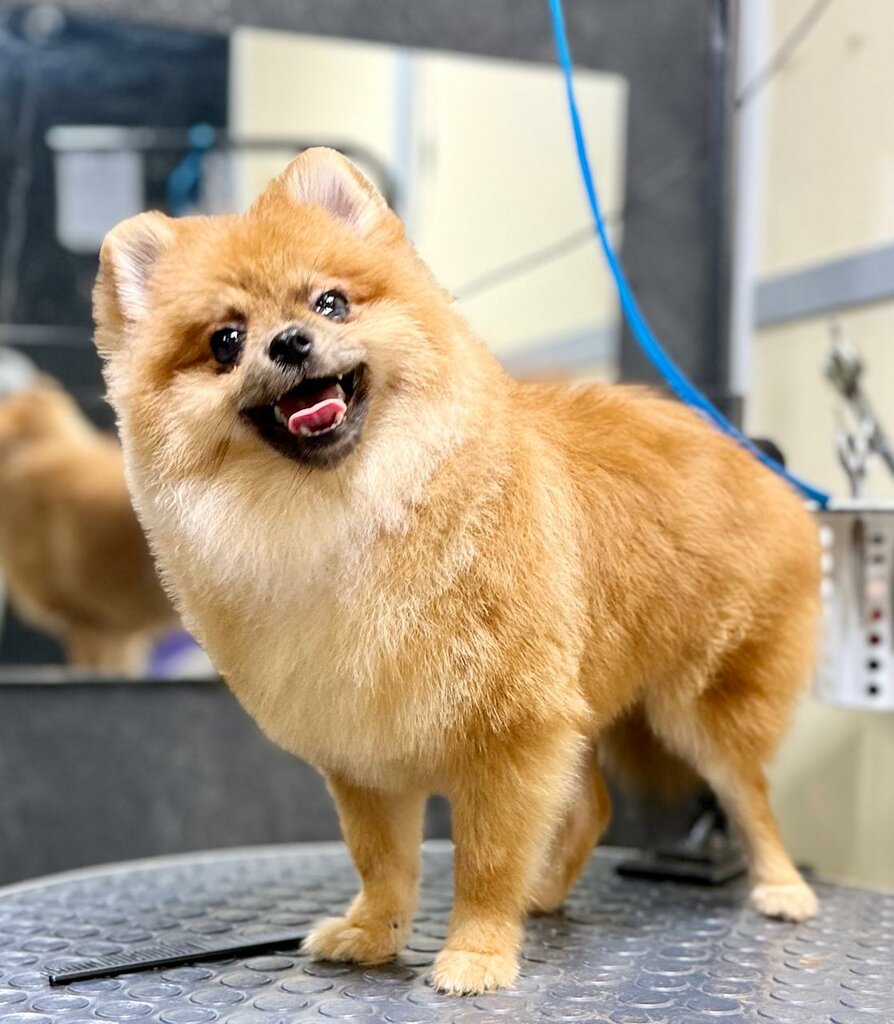 Evcil hayvan kuaförleri Сокровище моё, Pavlovski Posad, foto