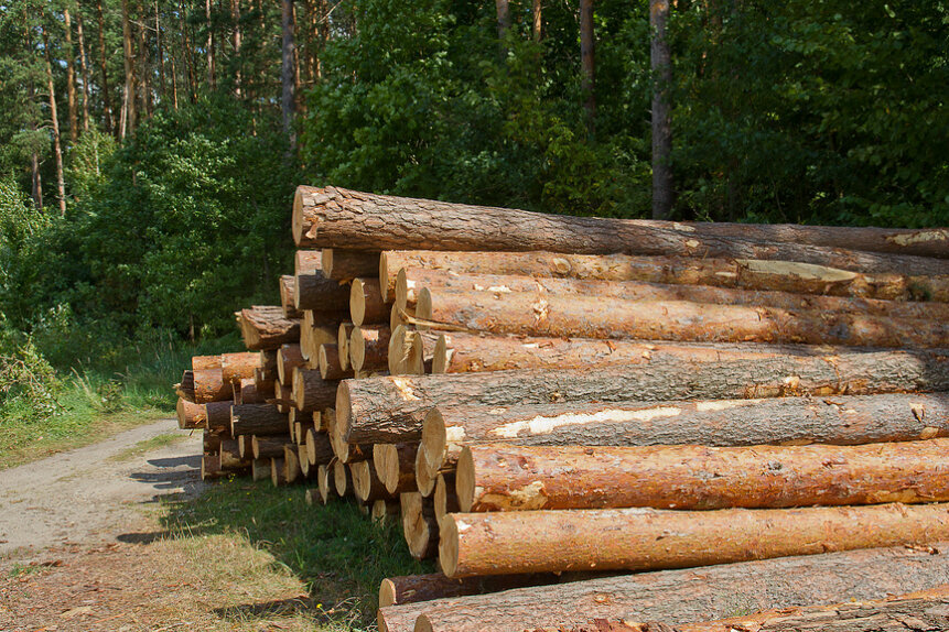 Kereste üretim ve satış şirketleri Экспо-лес, Novgorodskaya oblastı, foto