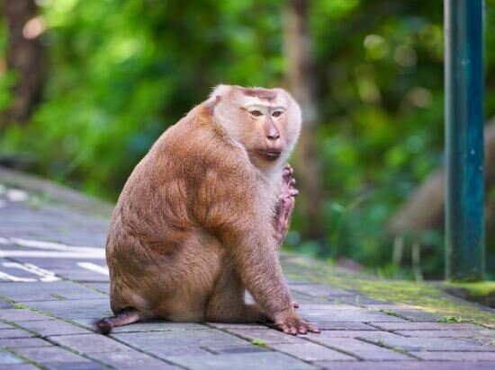 Otel AJ Residence, Phuket Eyaleti, foto