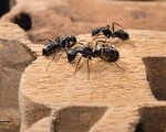 A1 Exterminators (Massachusetts, Essex County), haşere ilaçlama firmaları  Lynn'den