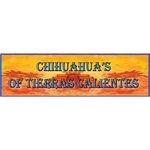 Chihuahua of Tierras Calientes (Hainaut, Merbes-le-Château, Rue François Bovesse, 19), evcil hayvan yetiştiricileri  Hainaut'tan