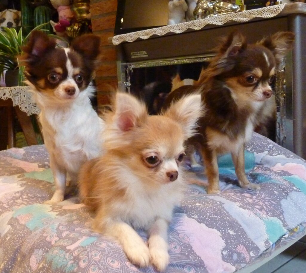 Evcil hayvan yetiştiricileri Chihuahua of Tierras Calientes, Hainaut, foto