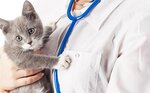 Veterinární ambulance Choceň - MVDr. Iva Šírová (Pardubický kraj, Usti nad Orlici, Chocen), evcil hayvan yetiştiricileri  Pardubice Bölgesi'den