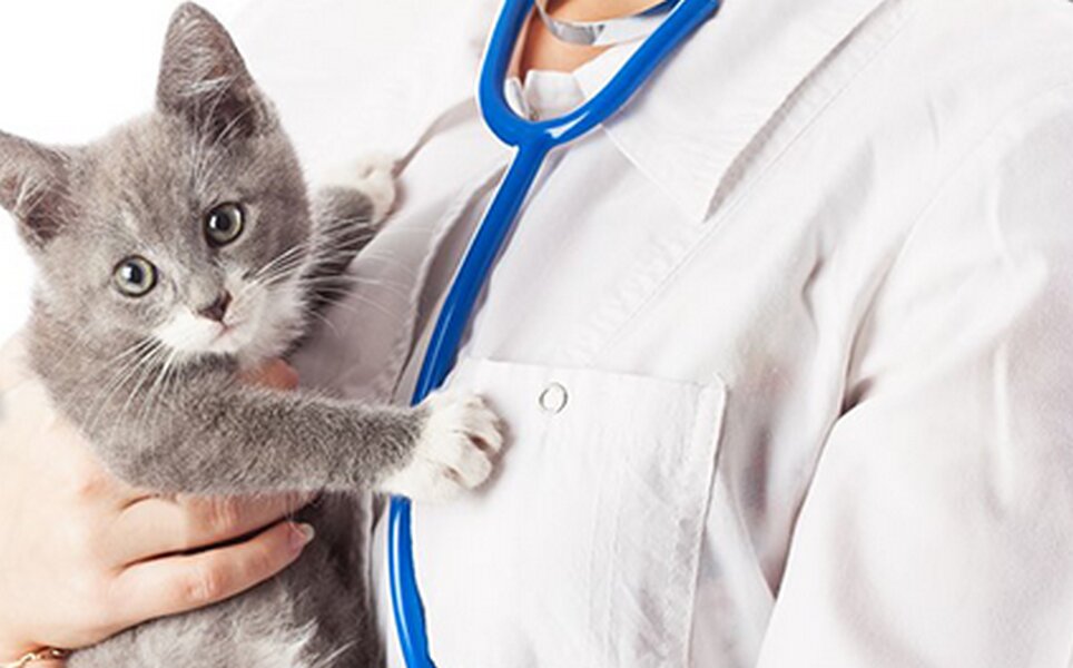Evcil hayvan yetiştiricileri Veterinární ambulance Choceň - MVDr. Iva Šírová, Pardubice Bölgesi, foto