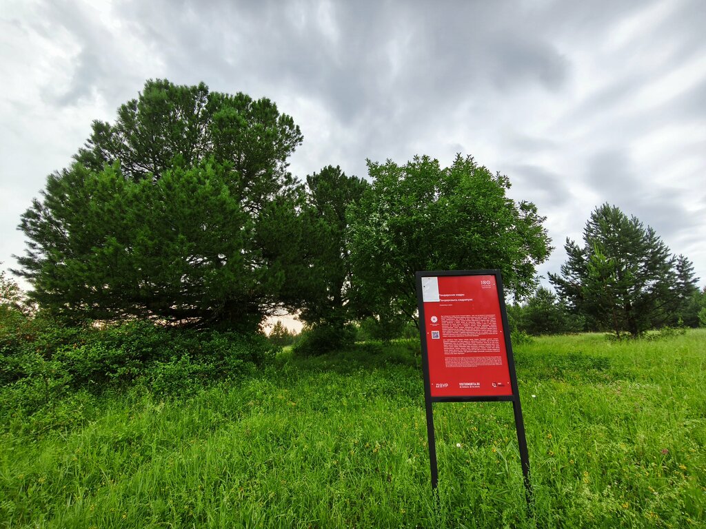 Doğa Кедры пандерские, Udmurtiya, foto