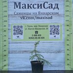 МаксиСад (Verkhne-Visherskaya ulitsa No:26), fidan yetiştiriciliği  Perm'den