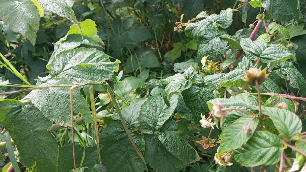 Tarım firmaları Сады Барабы, Novosibirskaya oblastı, foto