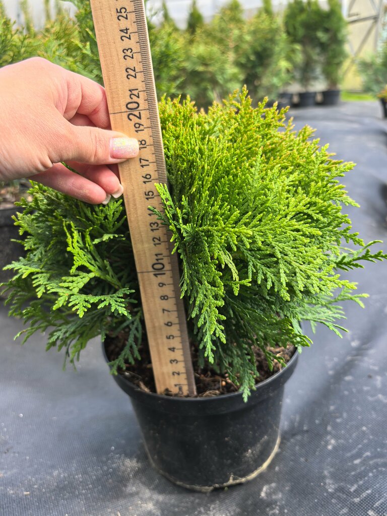 Fidan yetiştiriciliği Питомник растений, Moskova ve Moskovskaya oblastı, foto