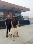 Adakçı Barış (Konya, Ereğli, Alhan Mah., Alhan Cad.), kasap, şarküteri  Ereğli'den