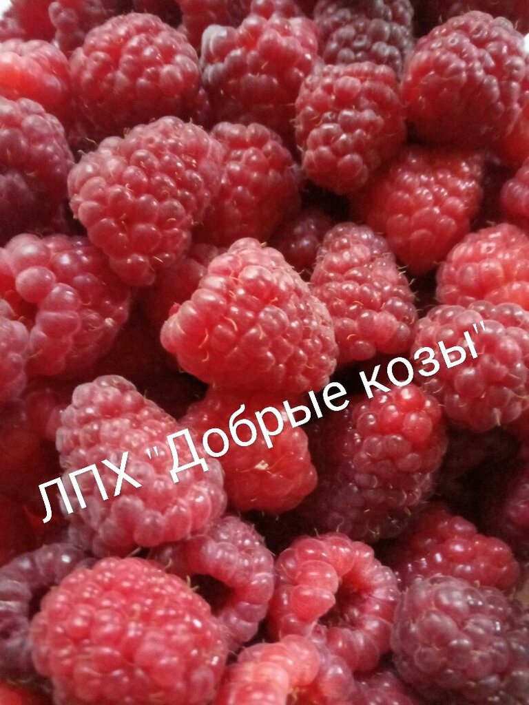 Süt ürünleri satış mağazaları ЛПХ Добрые козы, Riazanskaya oblastı, foto