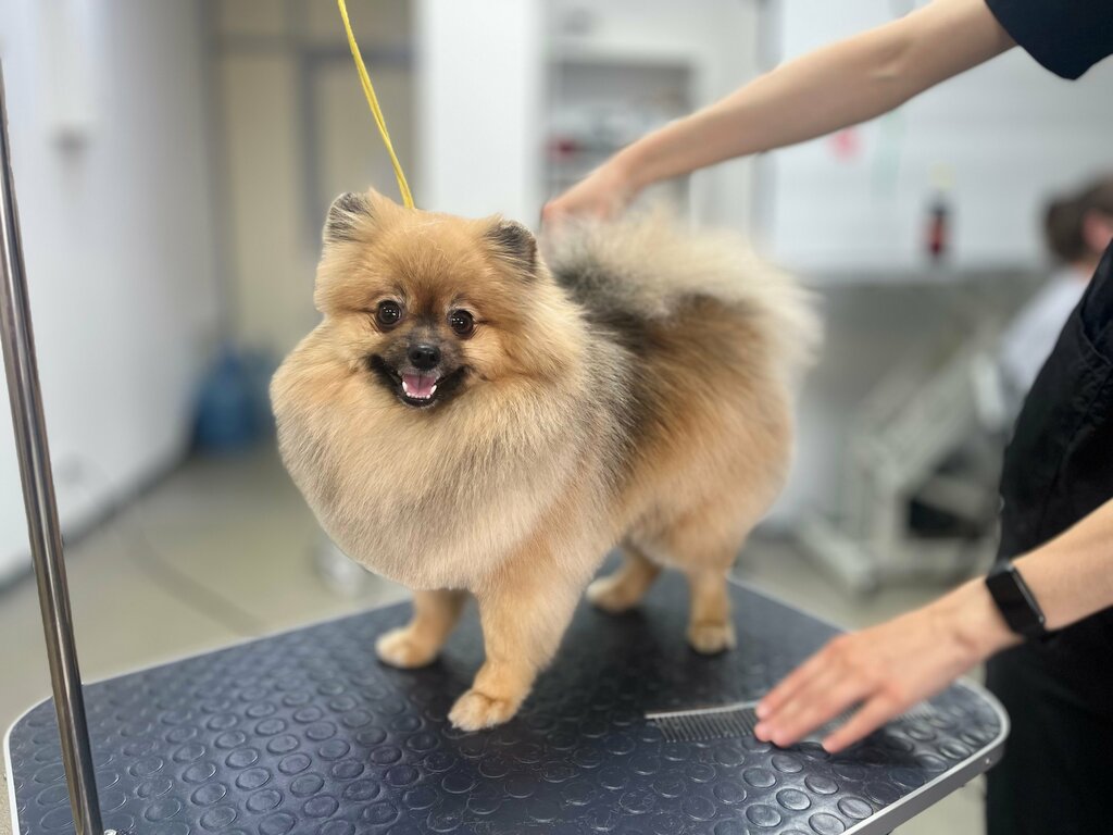 Evcil hayvan kuaförleri Хвостики, Nijni Novgorod, foto